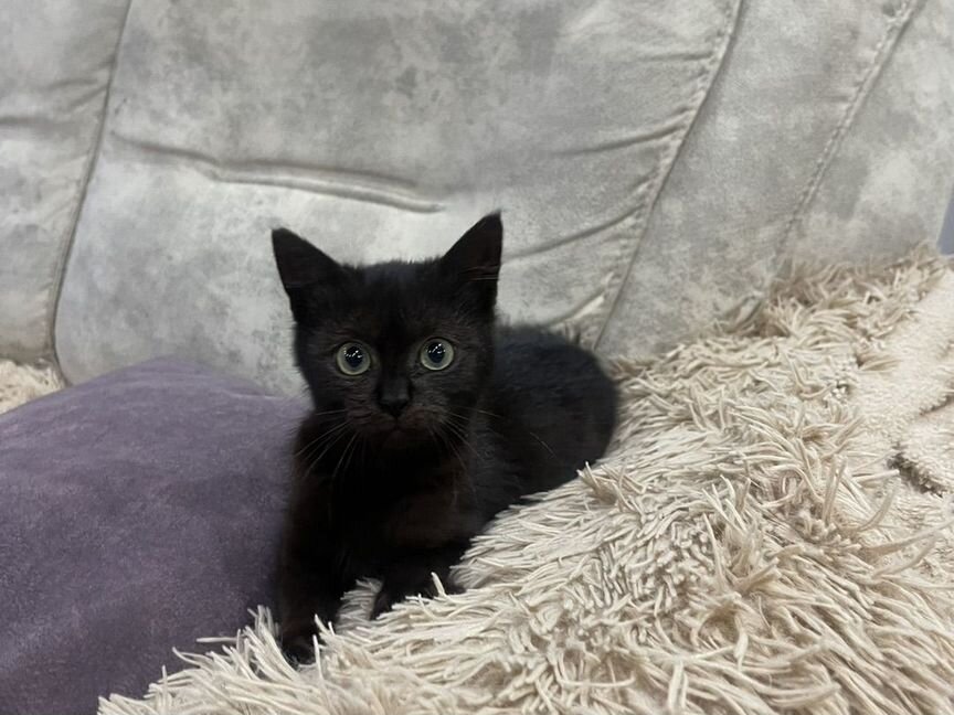 Котенок в самые добрые ручки