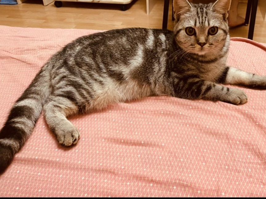 Британский кот