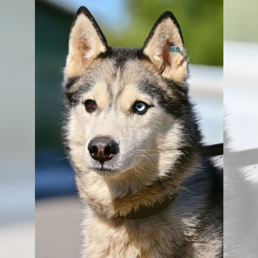 Сибирский хаски, взрослый пёс