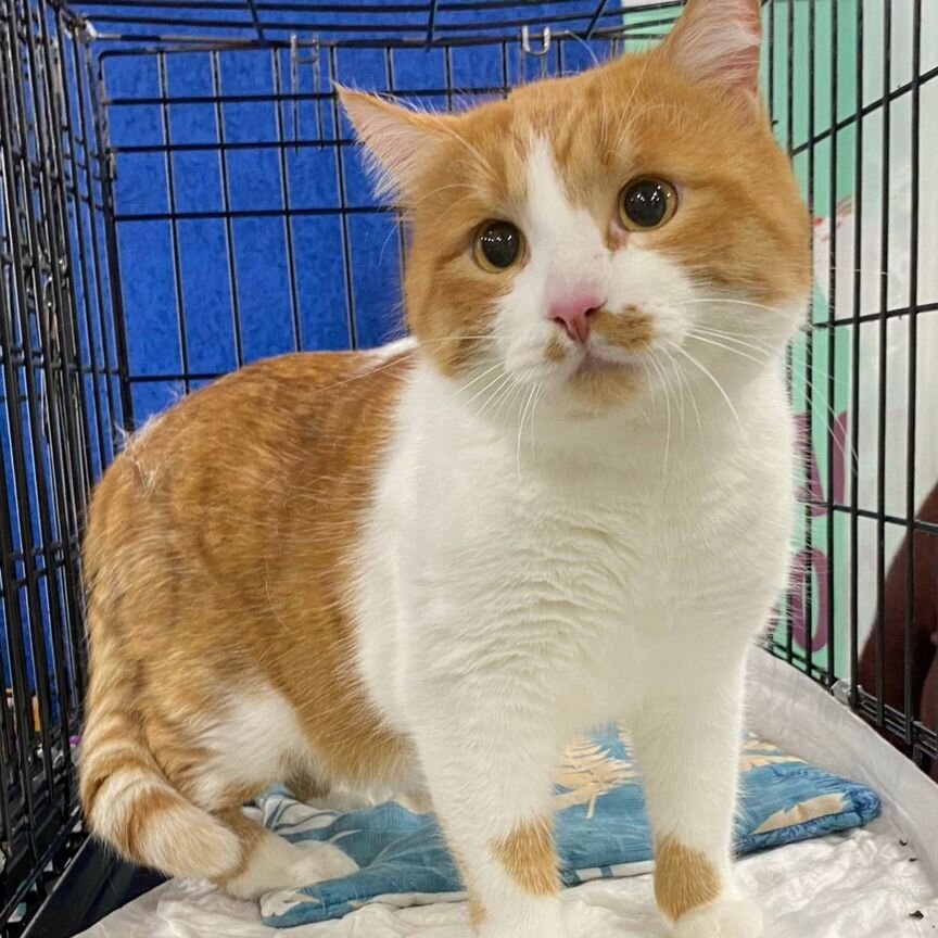 Кот Желток ищет дом