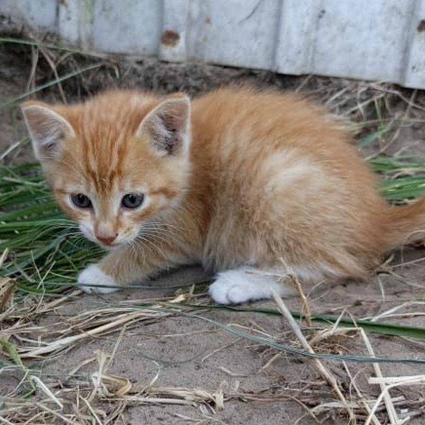 Отдам бесплатно котят