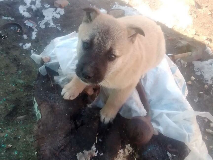 Собака