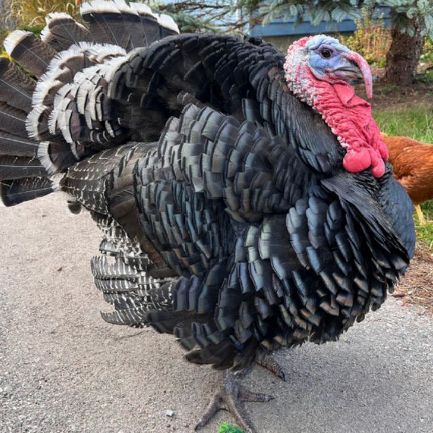 Индюки на племя