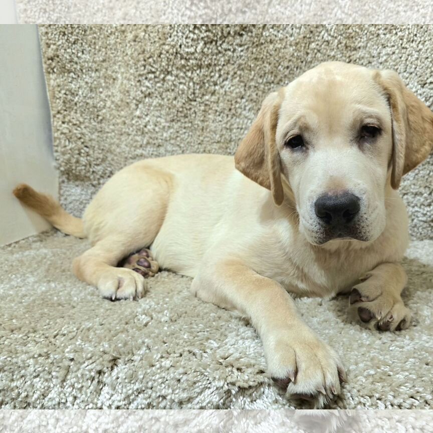 Лабрадор-ретривер, щенок