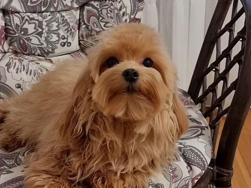 Мальчик мальтипу