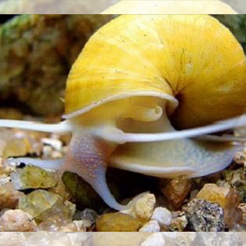 Улитки ампулярии