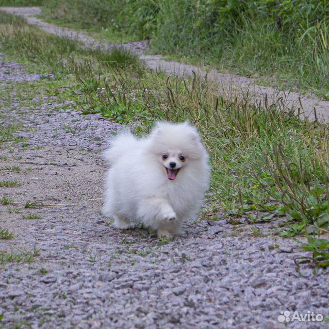 Кремовое облачко
