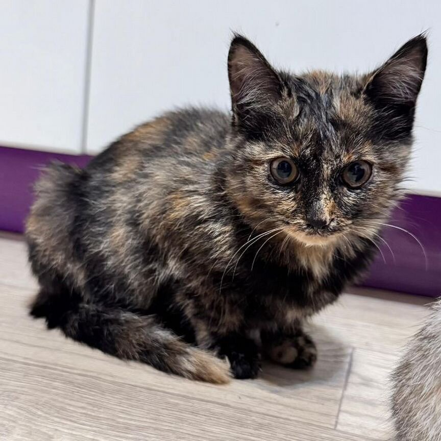 Добрая кошечка