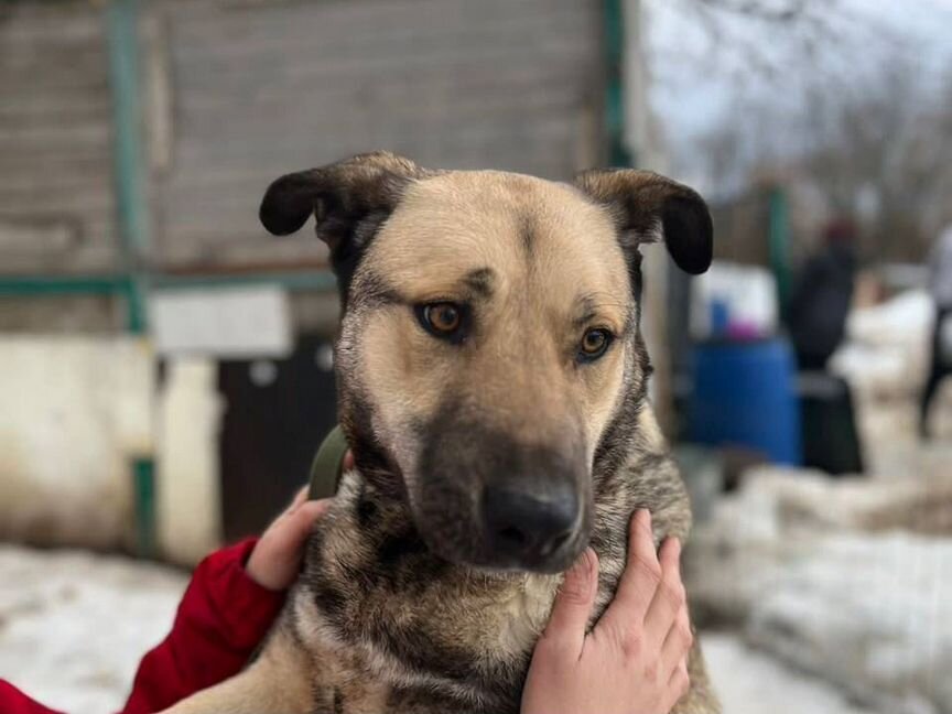 Кайзер- собака из приюта ищет дом