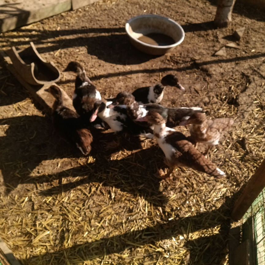 Утята шипуны