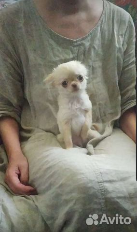 Кремовый мальчик Чихуахуа