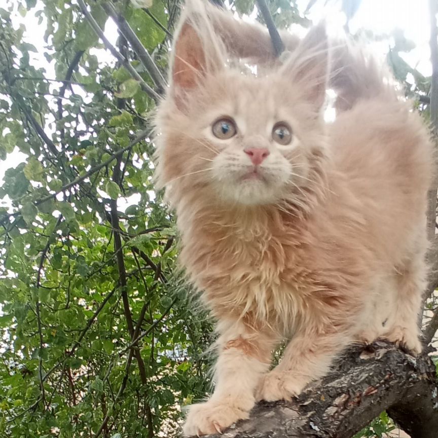Котята мейн-кун