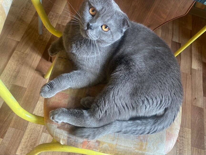 Шотландский вислоухий кот