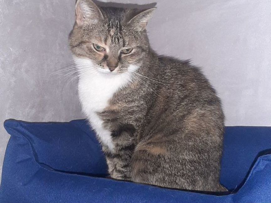 Ласковая кошка