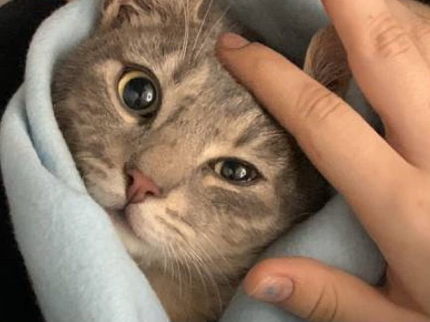 Котик-подросток в добрые руки