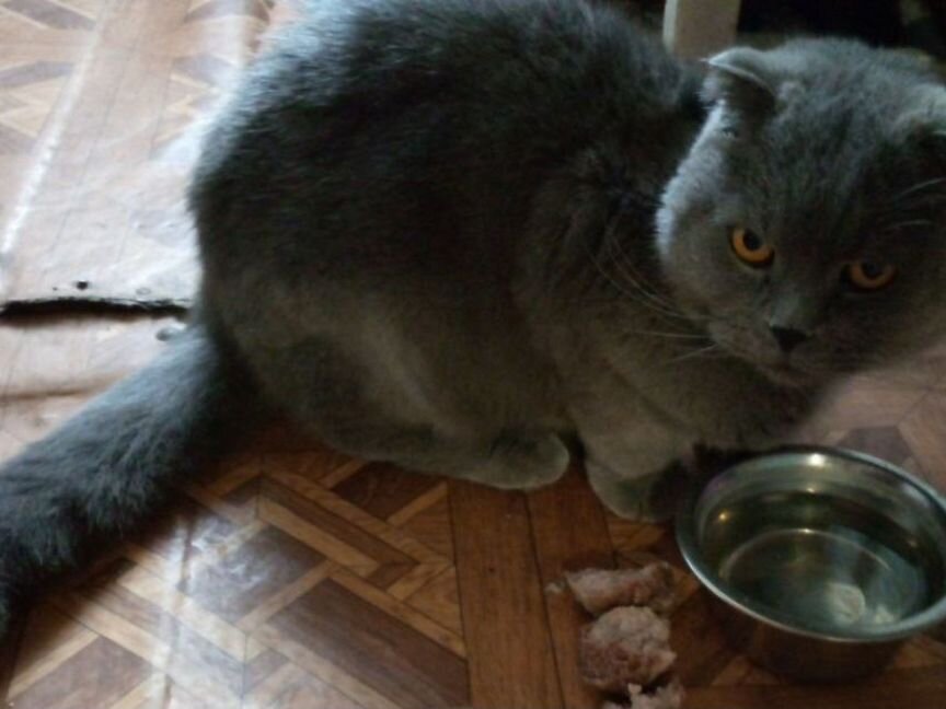 Отдам в добрые руки шотландца вислоухого кота