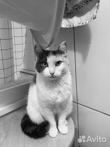 Кошки в добрые руки