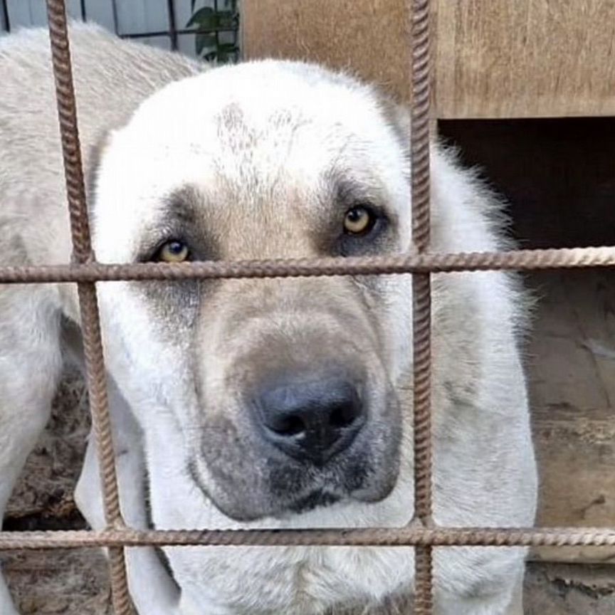 Алабай в добрые руки отдам бесплатно