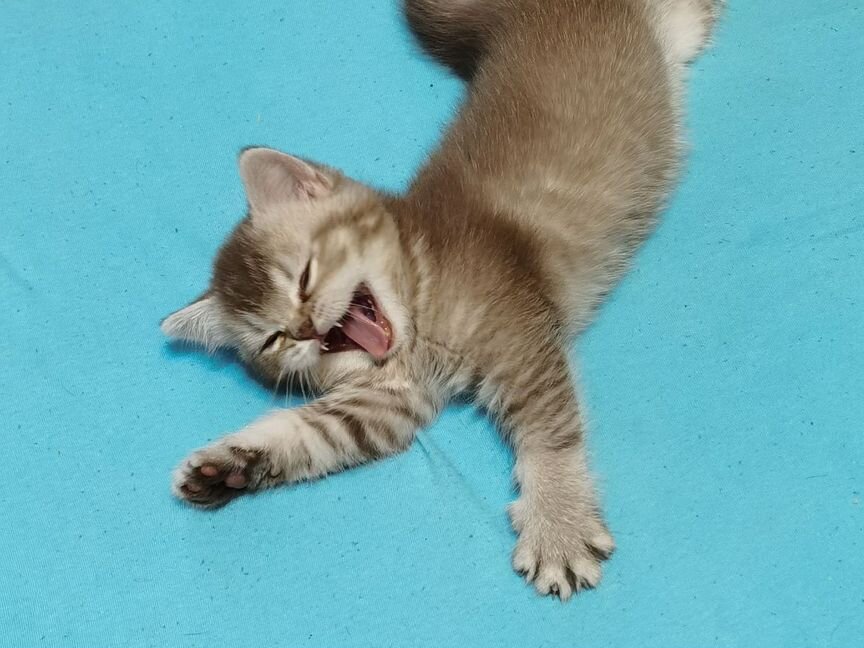 Шотландский котик редкий окрас
