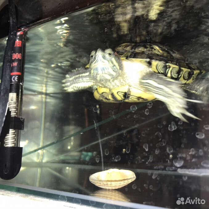 Черепаха, аквариум, фильтр, нагреватель