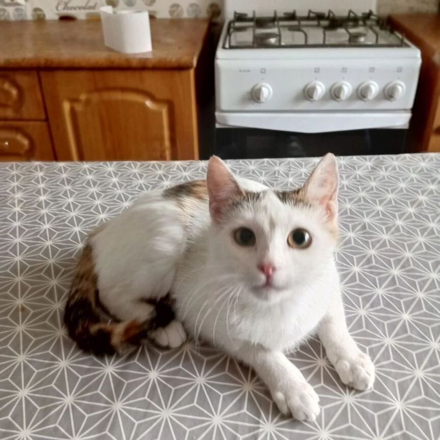 Кошечка Леди меньше года