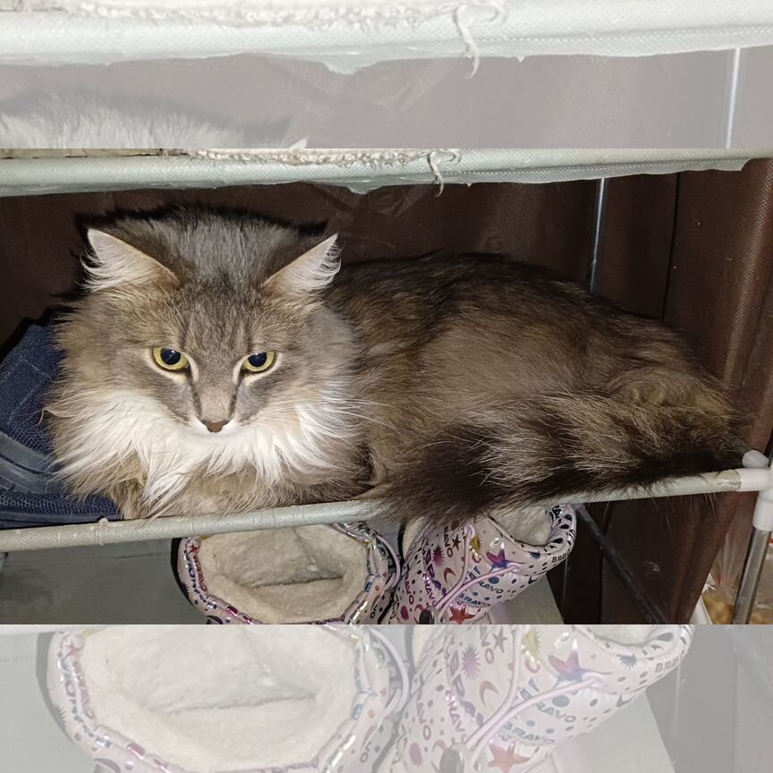 Взрослая кошка в добрые руки