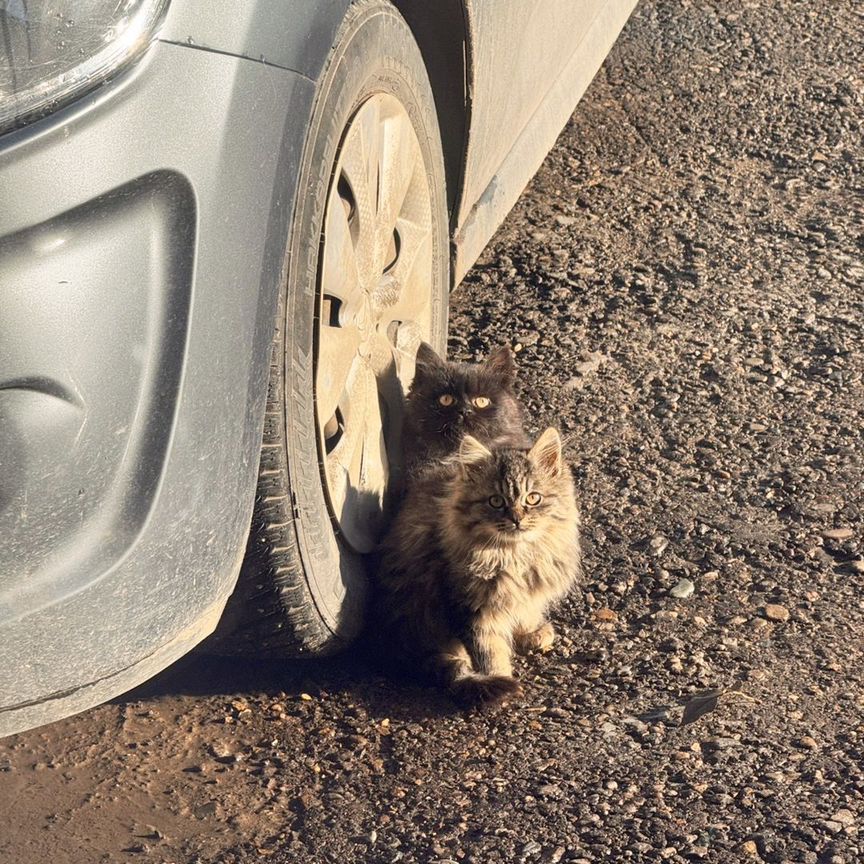 2 пушистика в добрые руки Сибирская порода