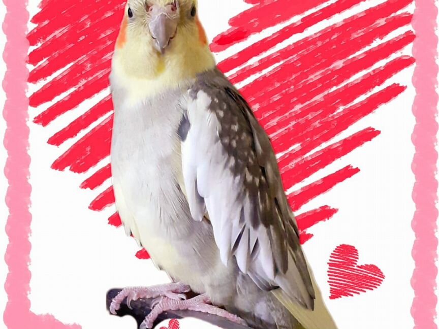 Попугай корелла мальчик