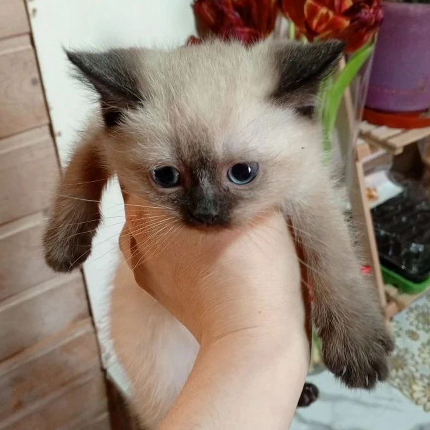 Британский короткошёрстный котёнок