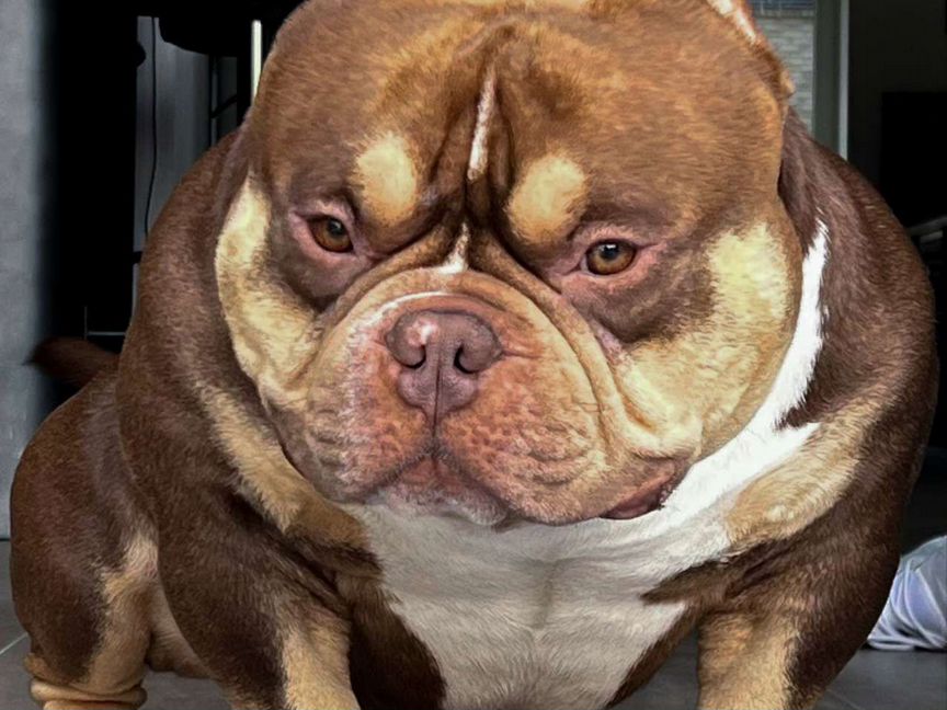 Американский булли девочка