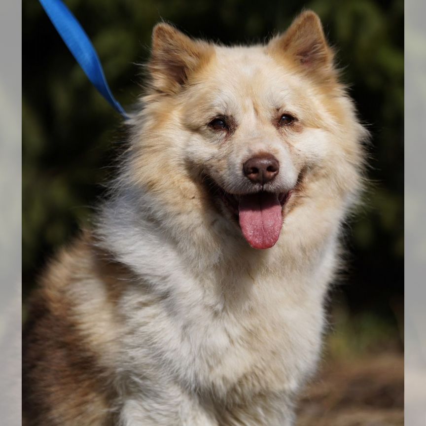 Взрослый пёс в добрые руки