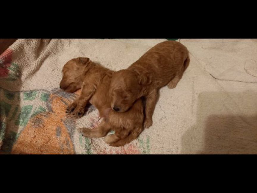 Той-пудель девочка и девочка миник