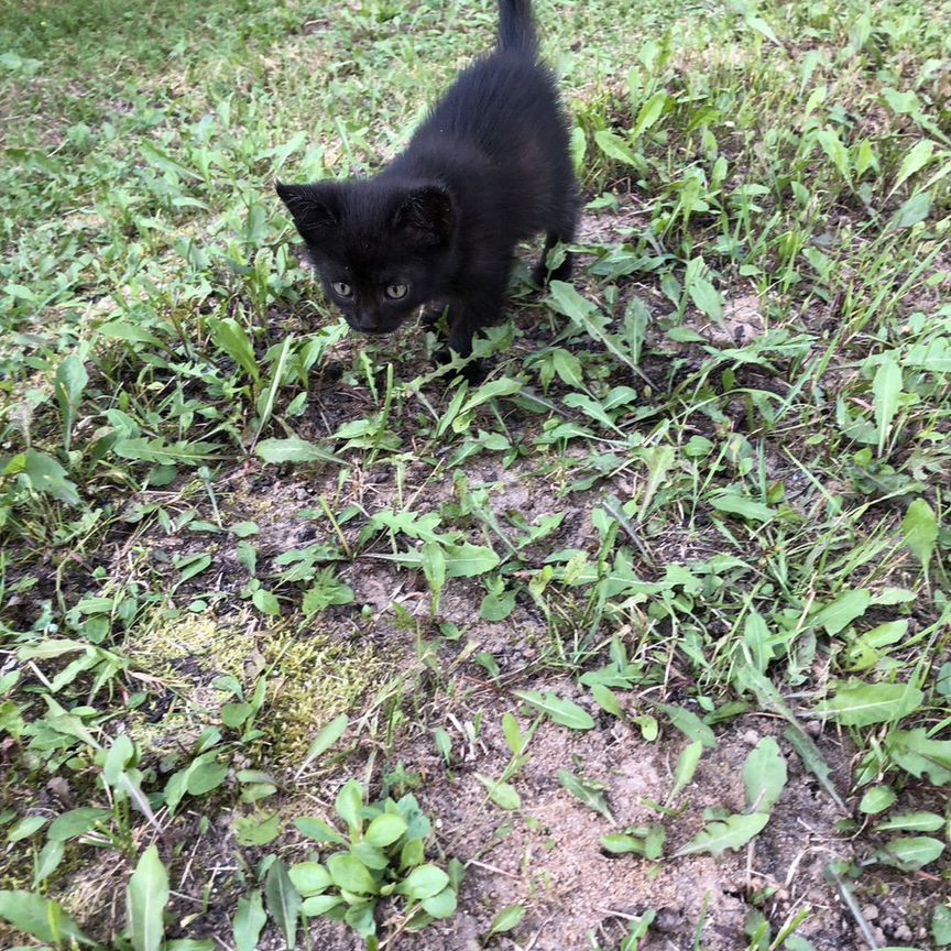 Котенок в добрые руки