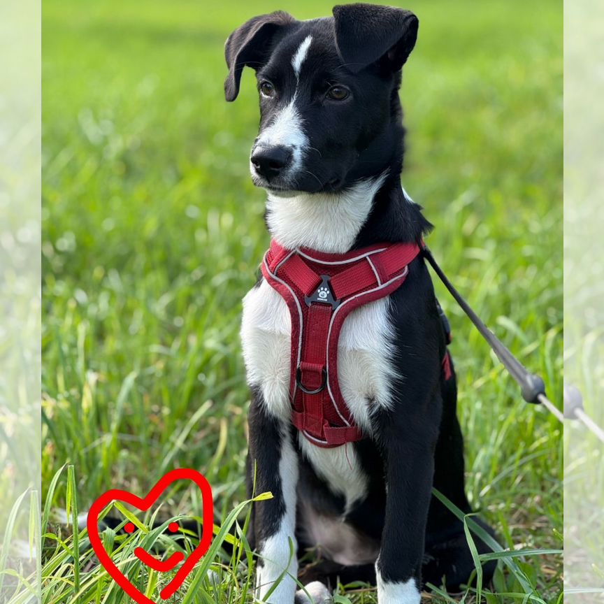 Щенок в добрые руки