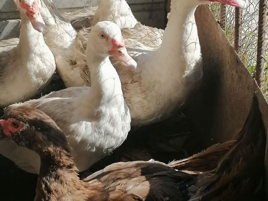 Семья Индоутки Франция