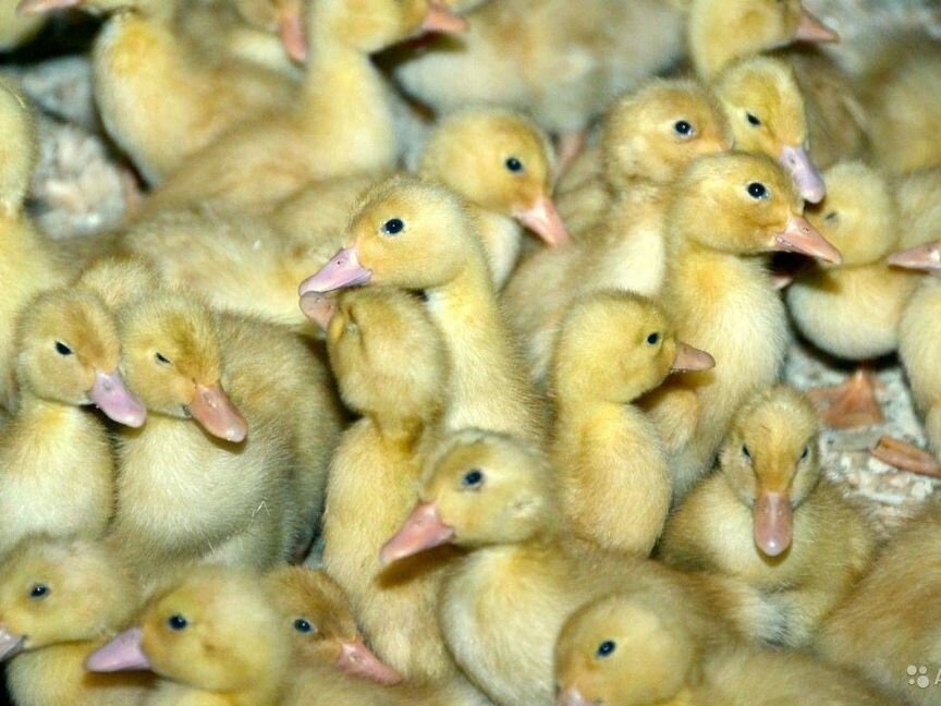 Утята пекинские