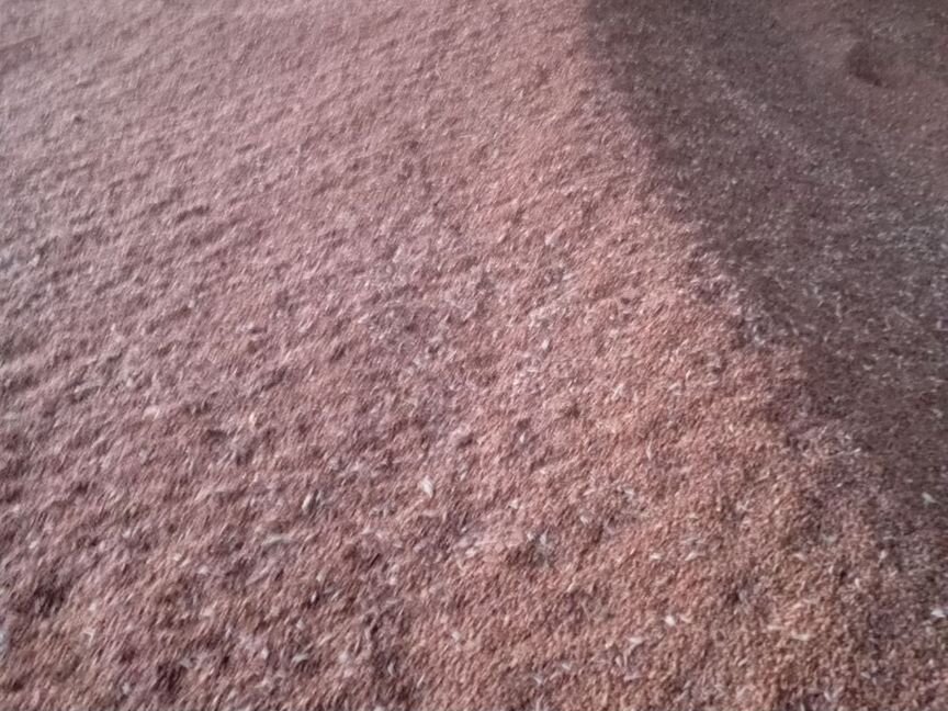 Зерно пшеницы