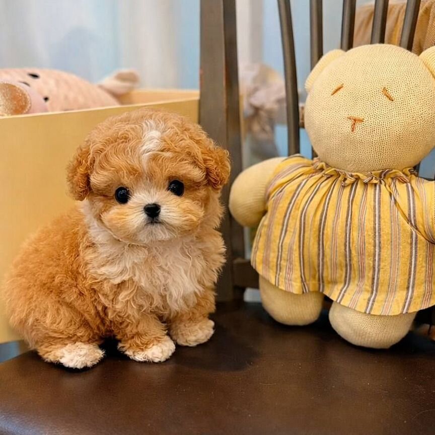 Мальтипу, щенок