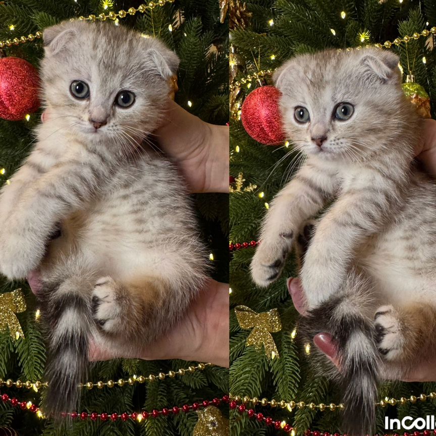 Шотландский вислоухий длинношёрстный котёнок