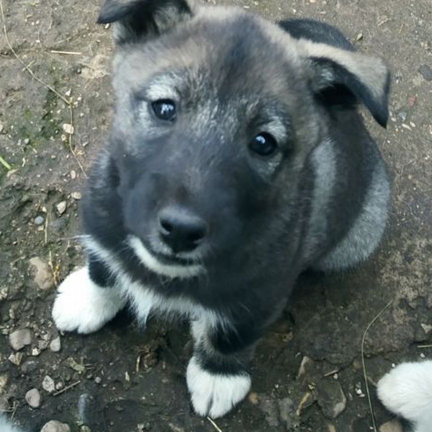 Щенки лайки зсл