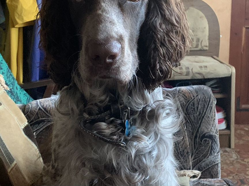 Русский охотничий спаниель