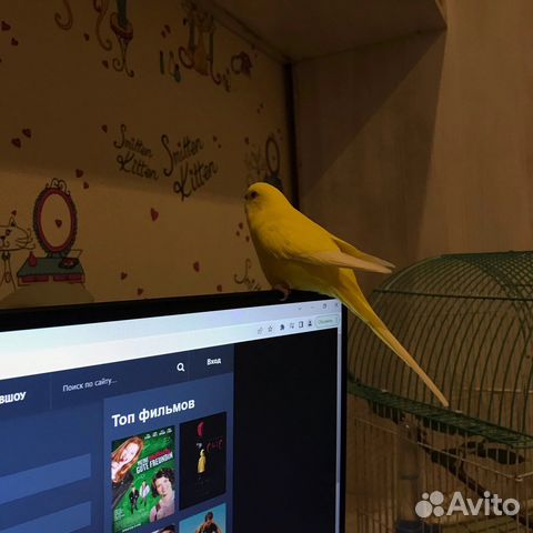 Волнистый попугай самка