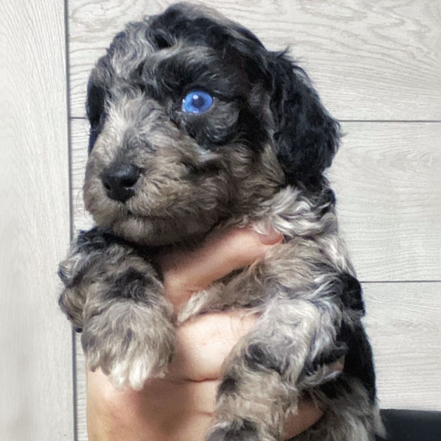 Той-пудель, щенок