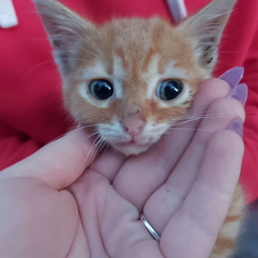 Котята