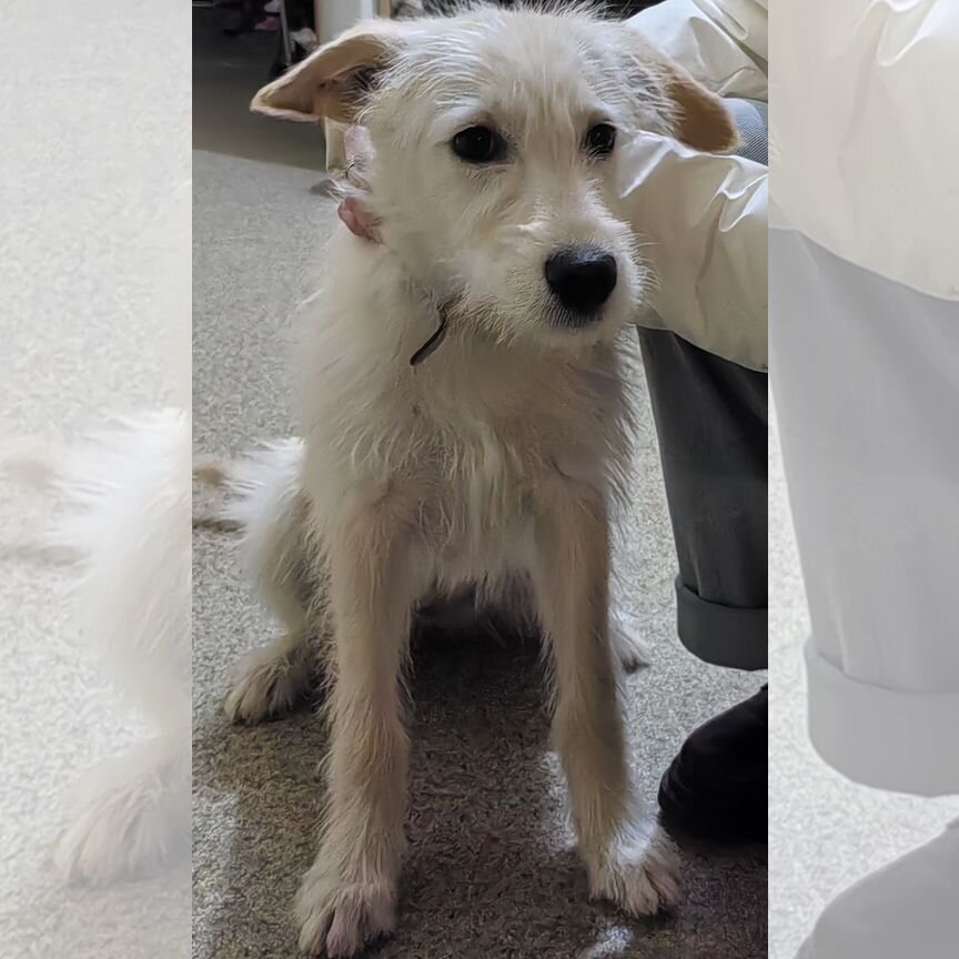 Лабрадор-ретривер, щенок