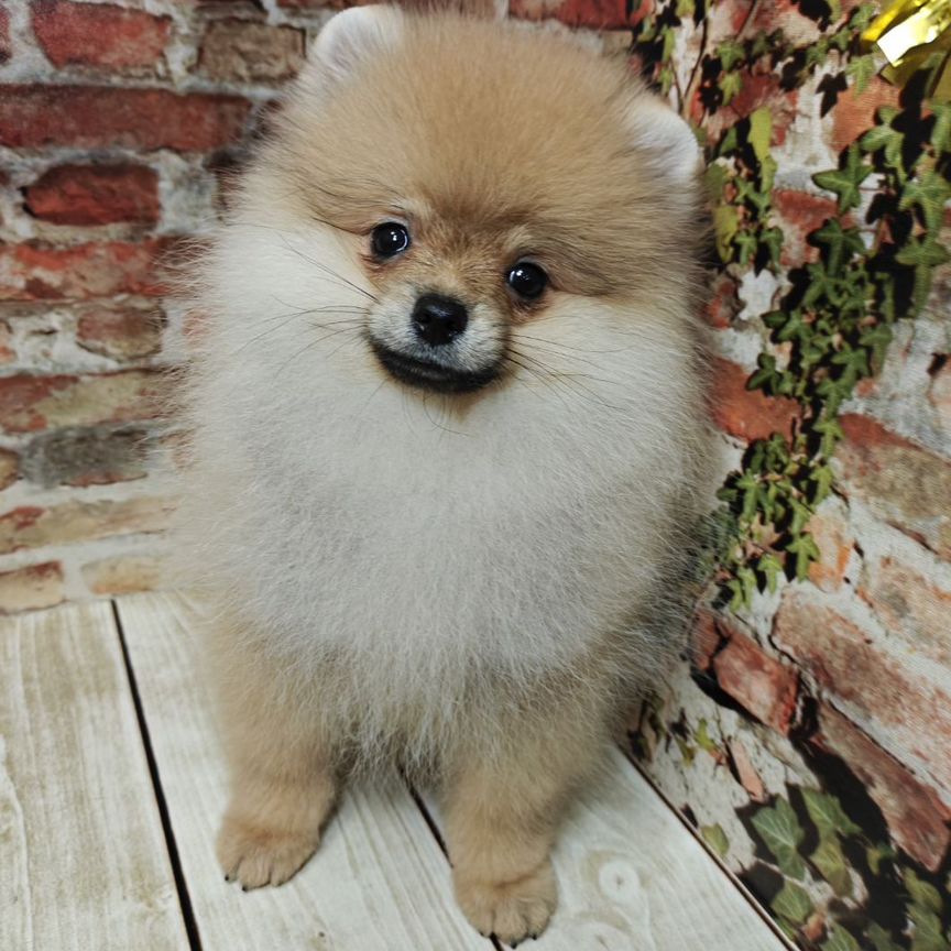Померанский шпиц, щенок