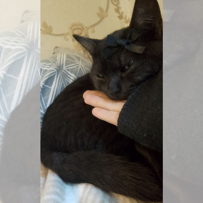 Курильский бобтейл короткошёрстный котёнок