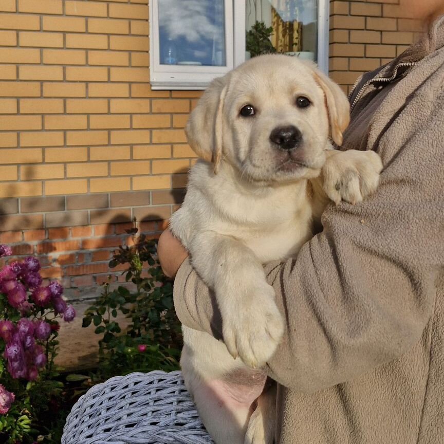 Щенок лабрадора