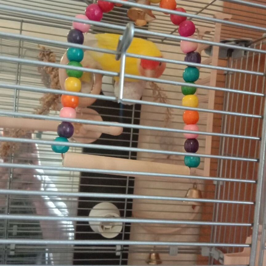 Попугай неразлучники с клеткой