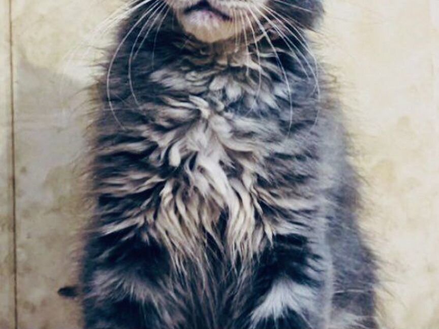 Котята мейн-кун полидакты, вязка